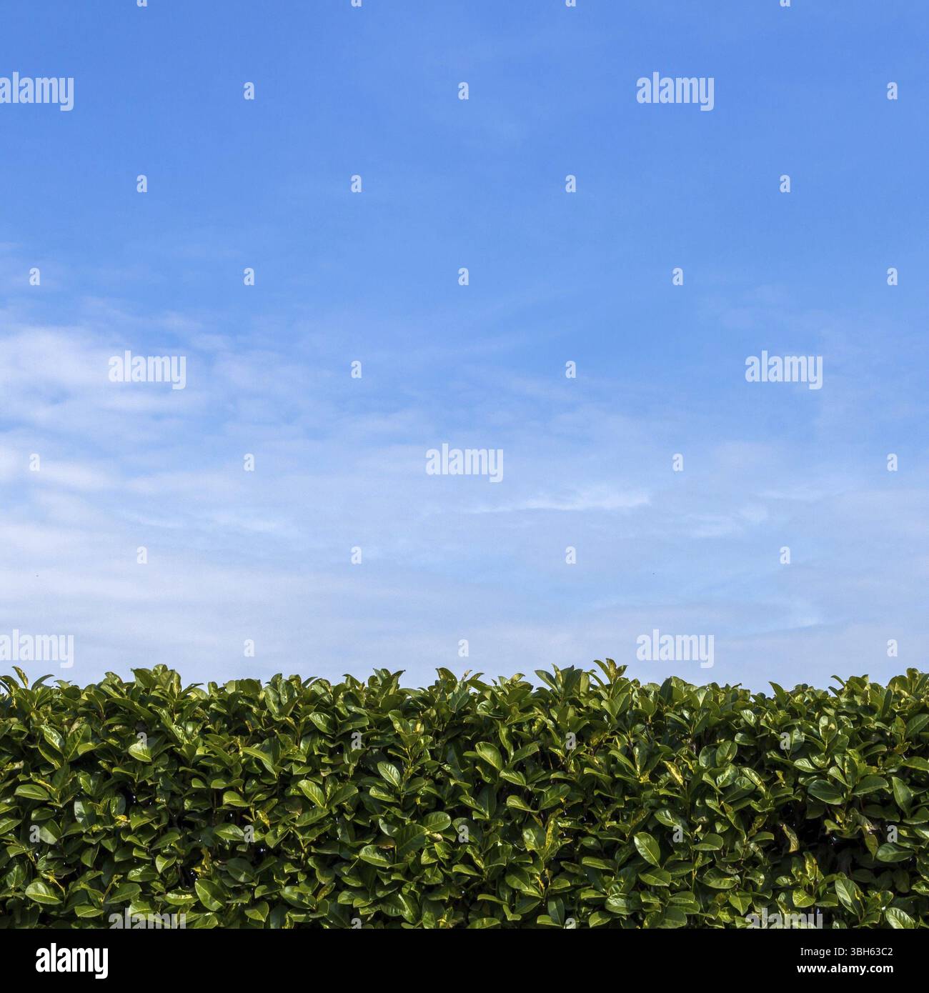 Suitable as a hedge plant hi-res stock photography and images - Alamy