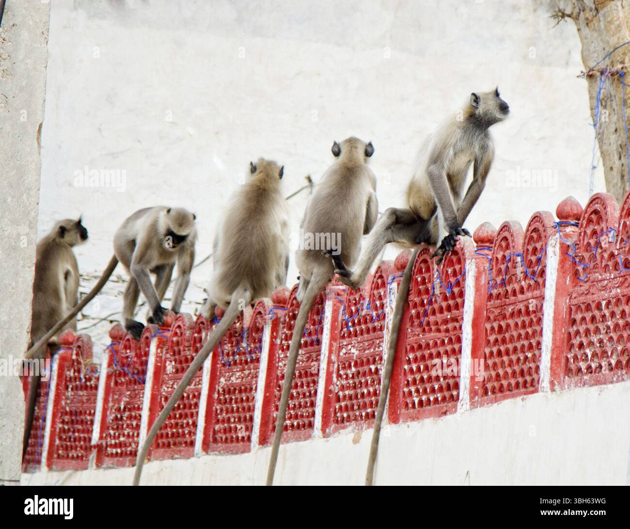 Monkey pack hi-res stock photography and images - Alamy