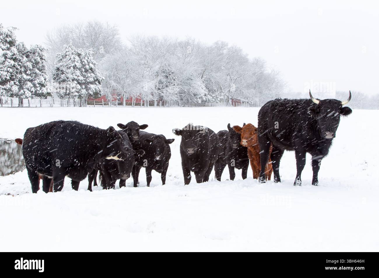 Black cow in pasture Cut Out Stock Images & Pictures - Alamy
