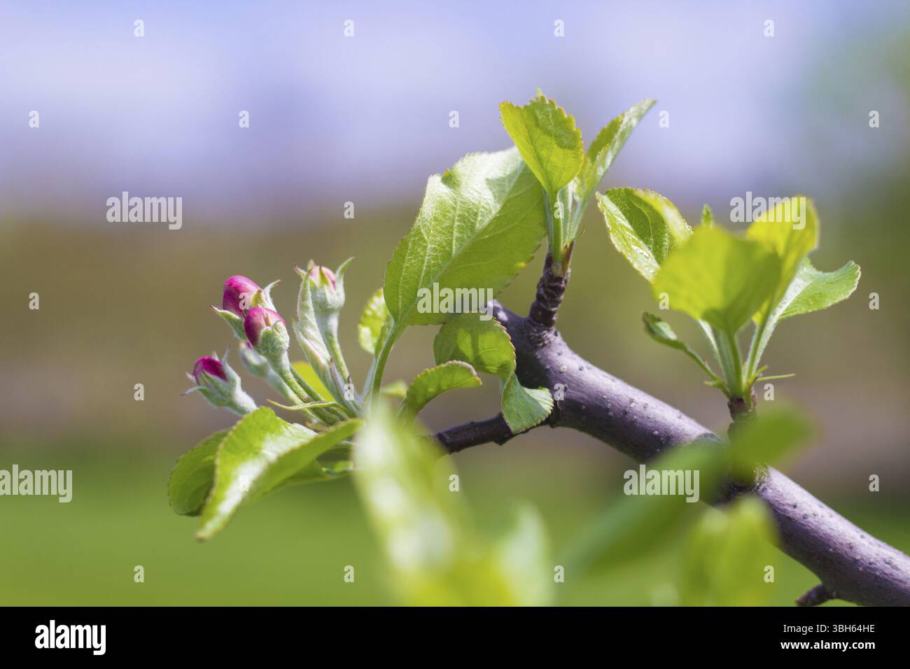 Pruned apple tree hi-res stock photography and images - Alamy