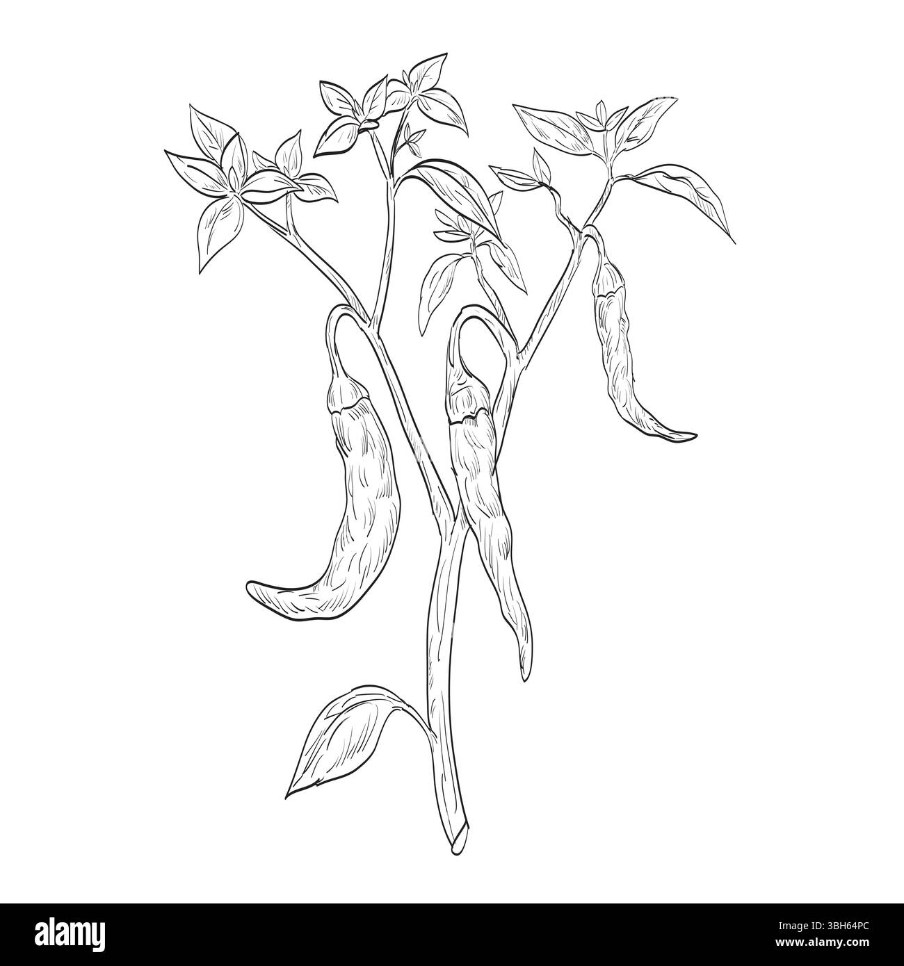 Drawing sketch style illustration of a cayenne pepper plant, a small ...