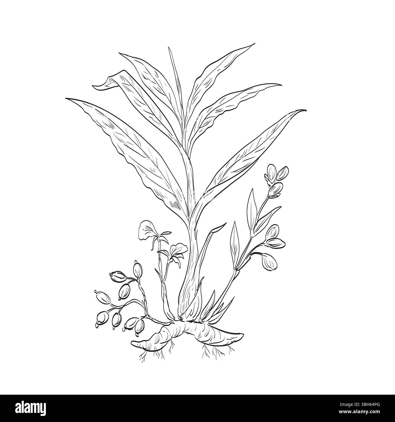 Is a herbaceous plant of the family Stock Vector Images - Alamy