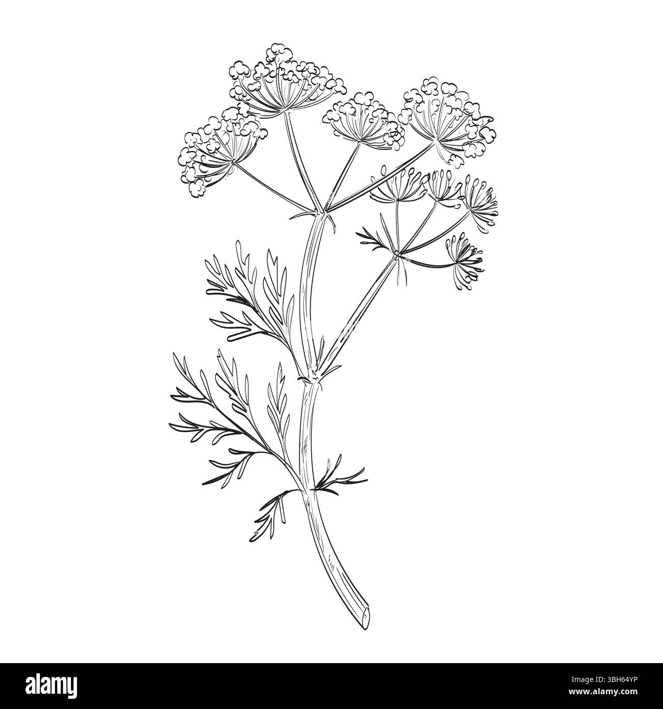 Drawing sketch style illustration of a Caraway, Carum carvi, meridian ...