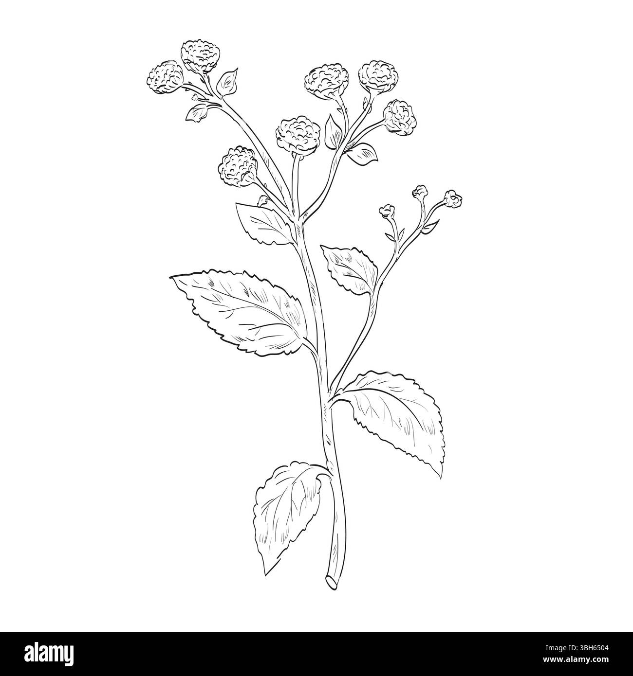 A perennial herb Stock Vector Images - Alamy