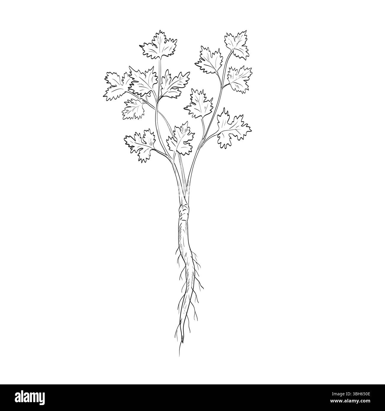 Flowering coriander Stock Vector Images - Alamy