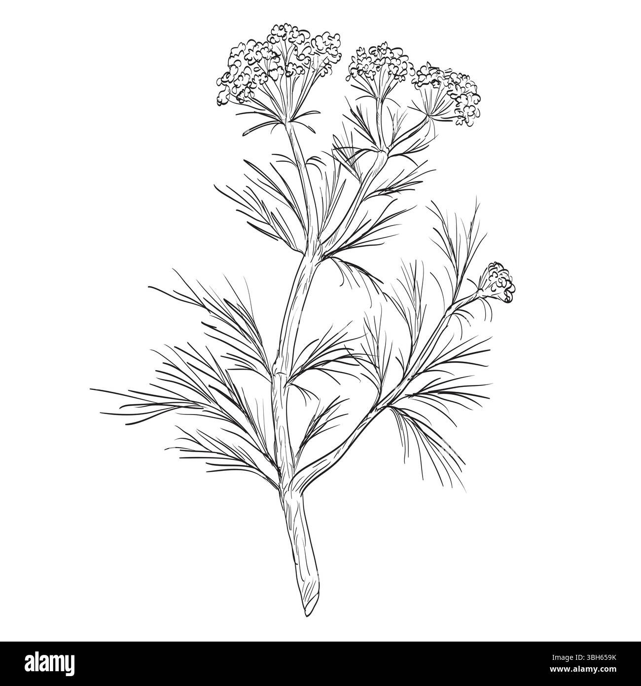 Cumin cuminum cyminum Stock Vector Images - Alamy