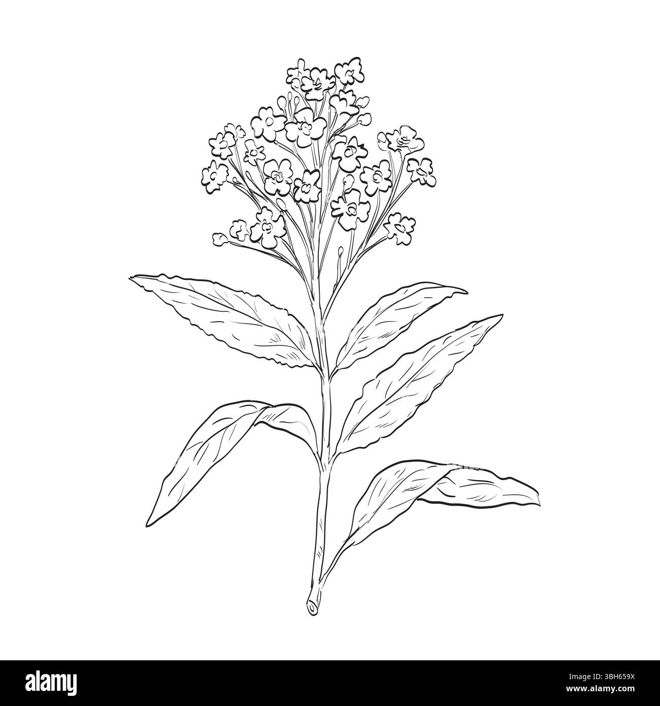 Family of the brassicaceae Black and White Stock Photos & Images - Alamy