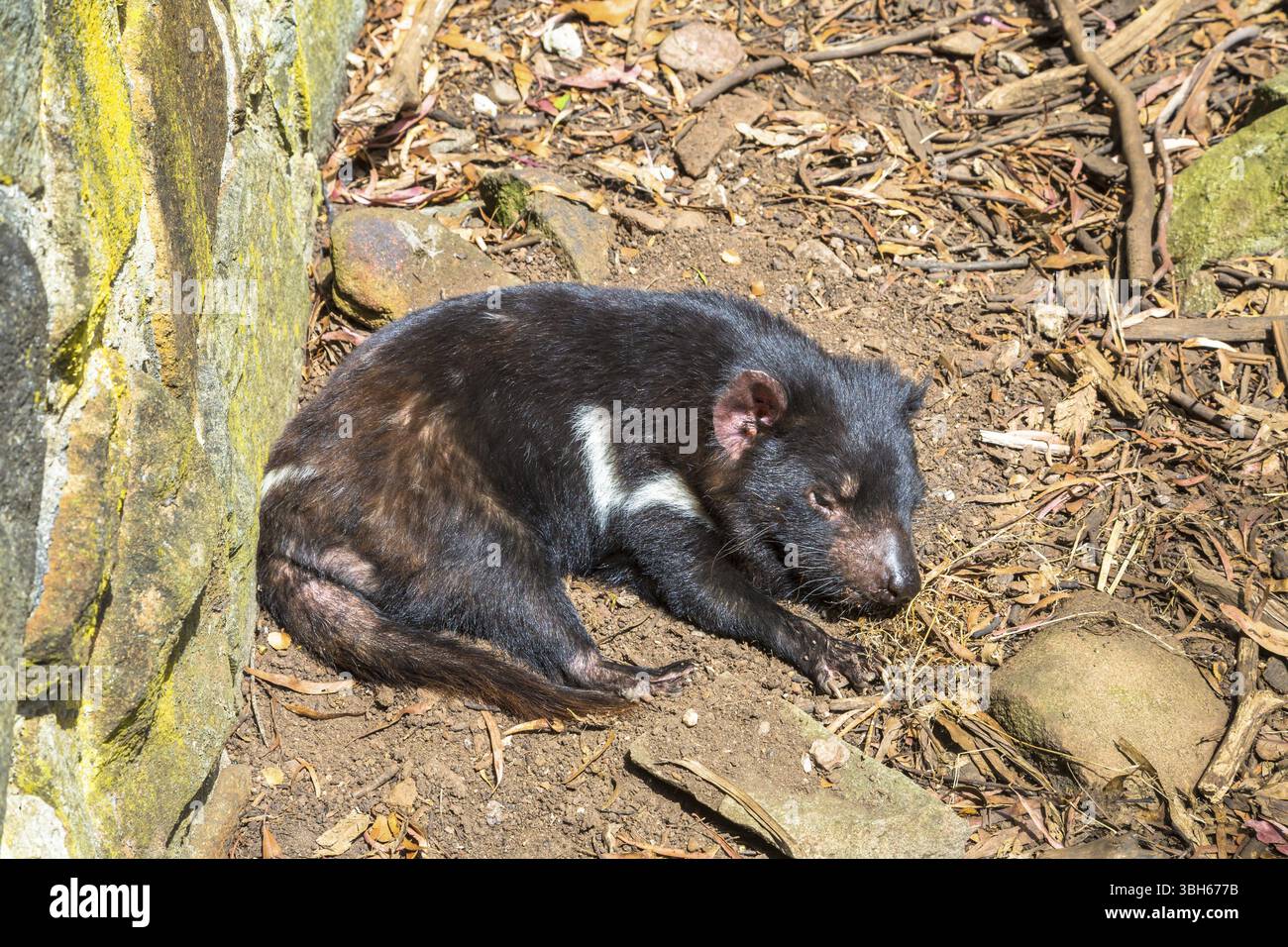 Tasmanian devil lying in Tasmanian Devil Unzoo, Taranna, Tasmania ...