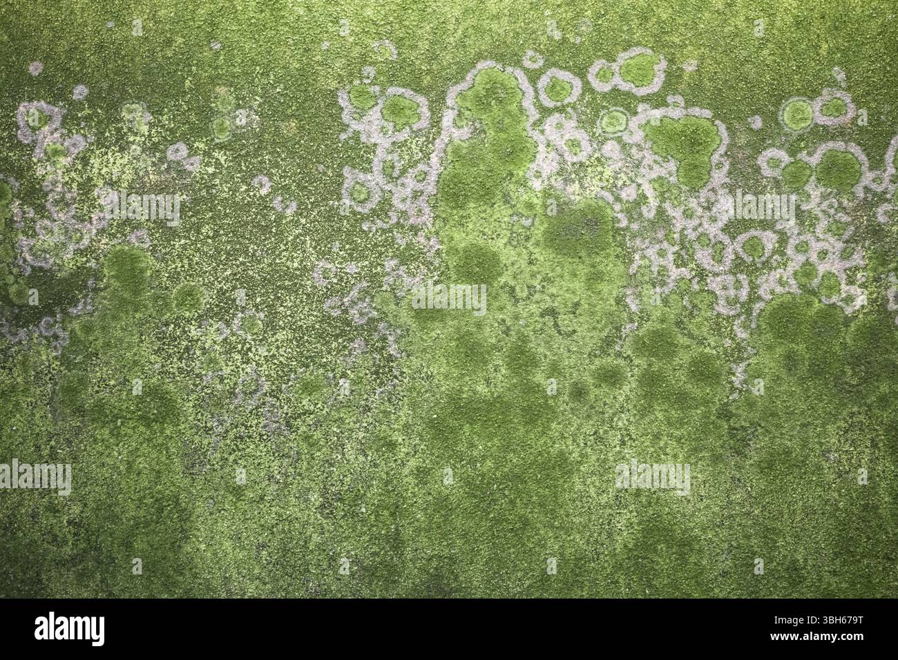Moss and mold affect the plaster of an exterior wall Stock Photo - Alamy