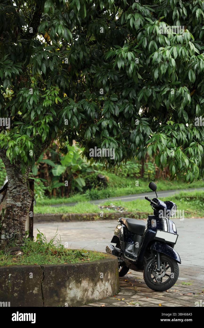 Black scooter parked near green tree outdoors Stock Photo - Alamy