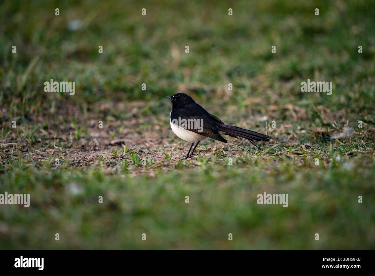 Australian wagtail close detail hi-res stock photography and images - Alamy