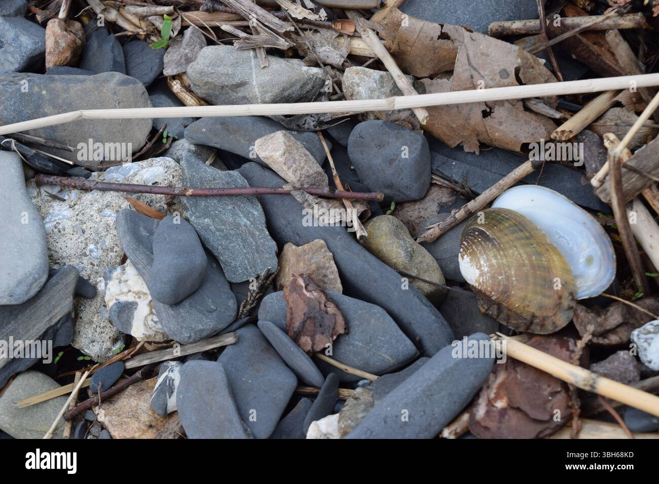 Smooth pebbles scattered along the riverside, glistening with moisture ...
