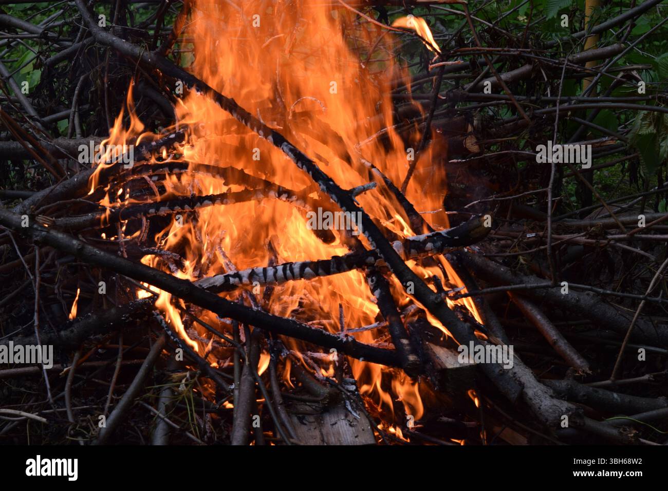 A roaring campfire with tall, dancing flames and crackling logs glowing ...