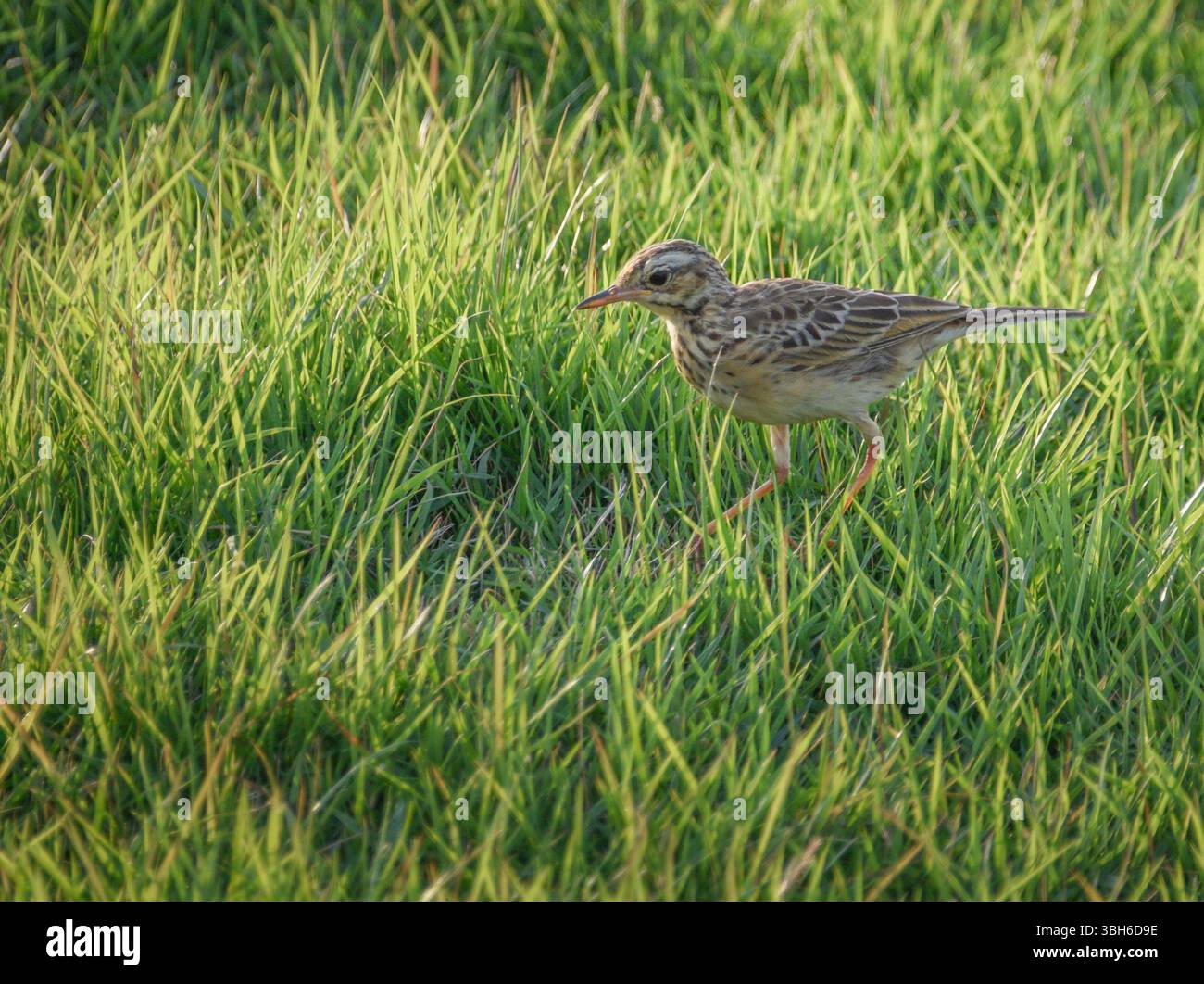A paddy field pipit in a grass. Photographed in the western part of ...