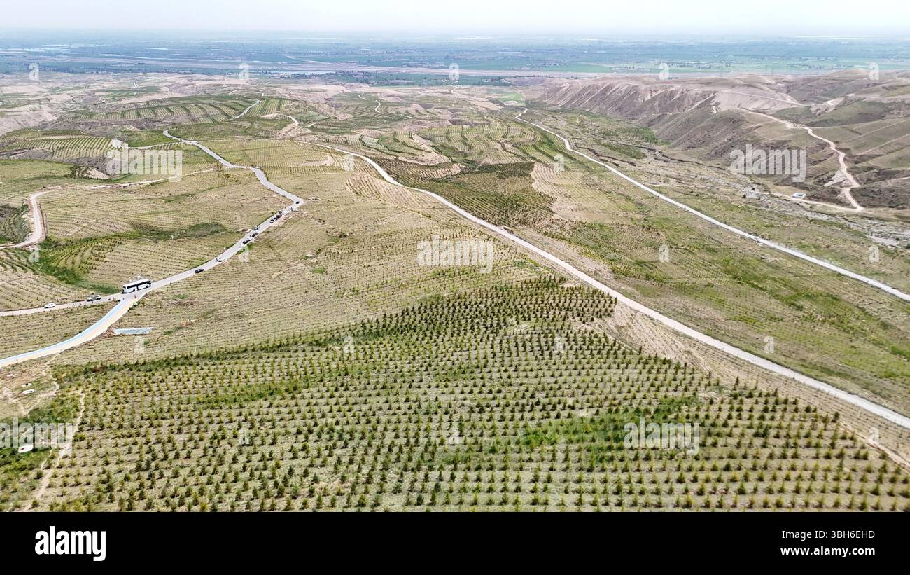 WUWEI, CHINA - JUNE 7, 2025 - The ecological forest construction base ...