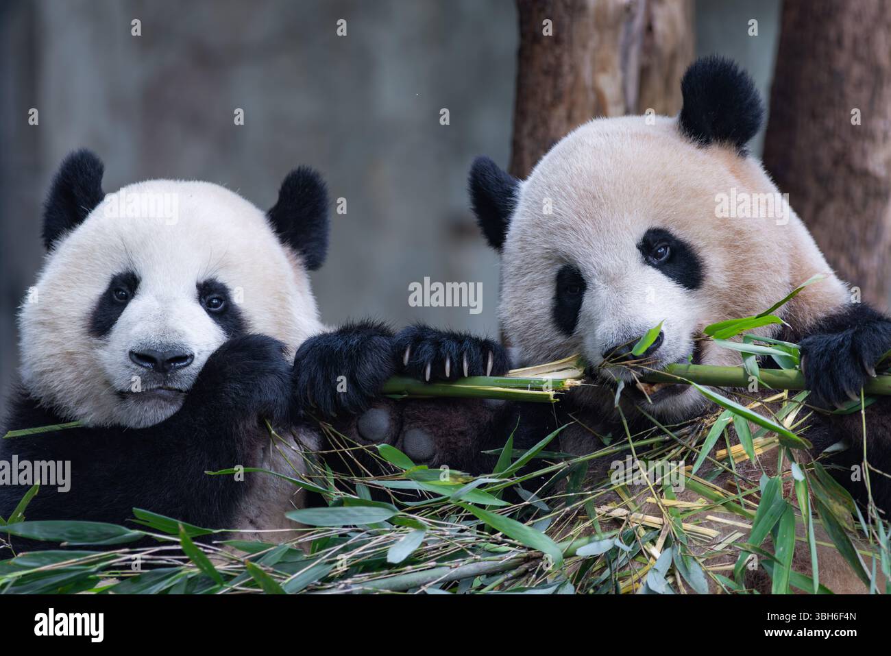Giant panda Mang Cancan and her mother Mang Zai are eating bamboo at ...