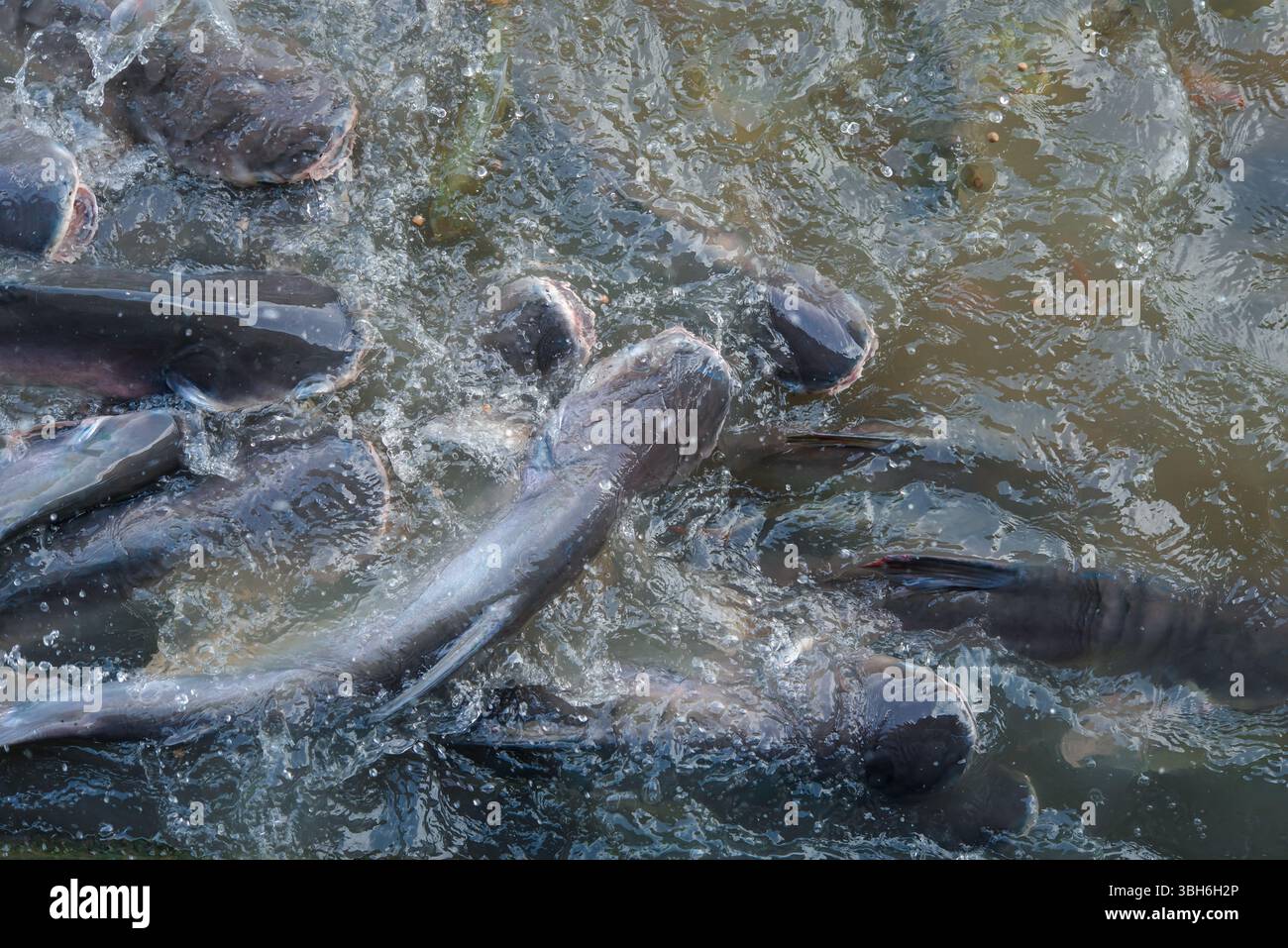 Crowd of many freshwater fish hungry such as catfish, snakehead fish ...