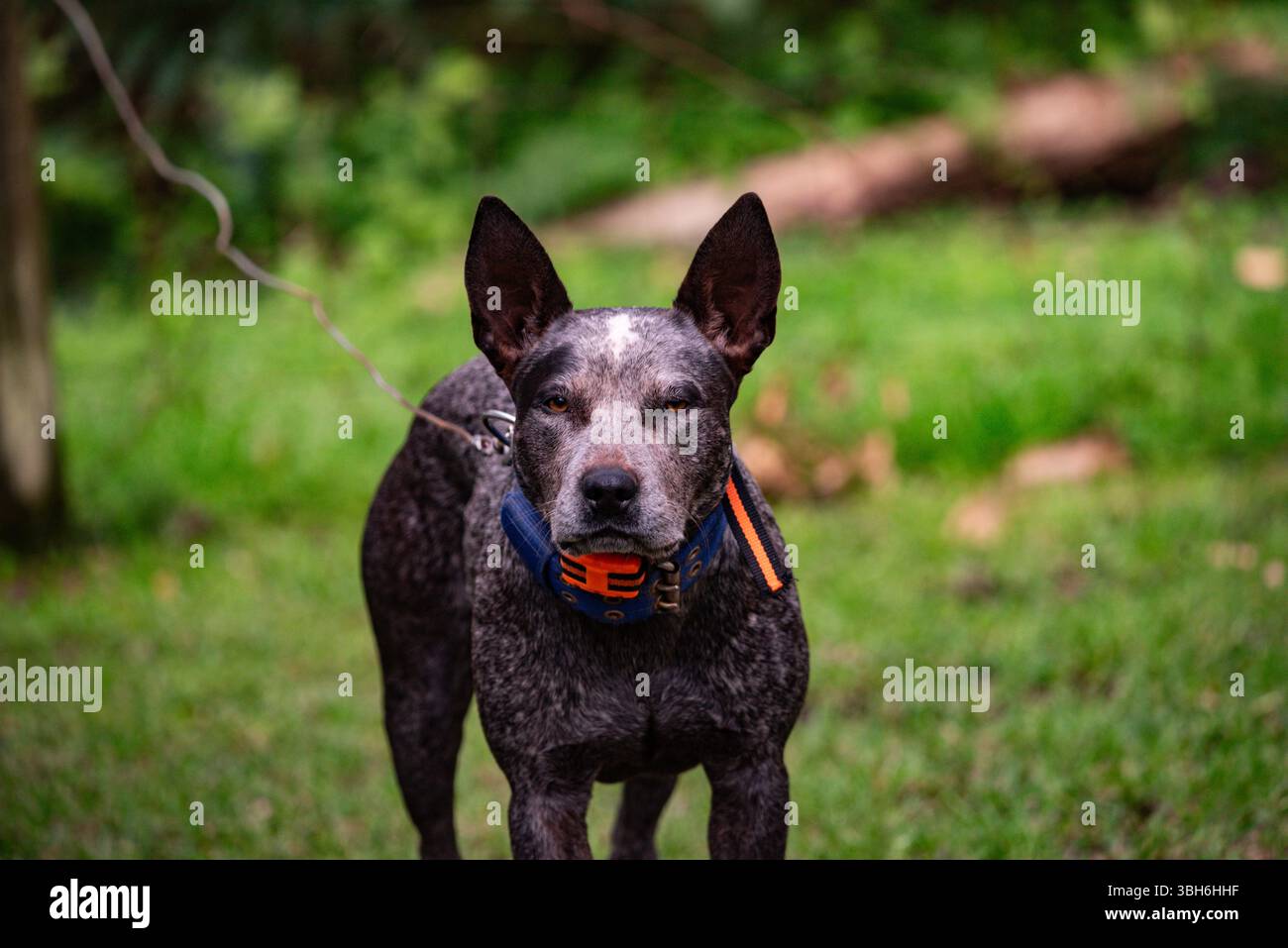 Portrait beautiful mutt dog hi-res stock photography and images - Alamy