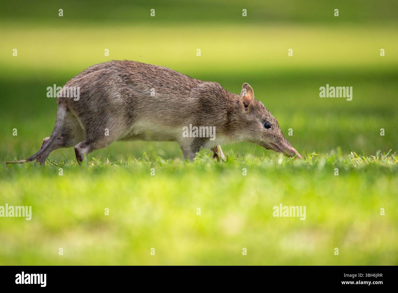 Rabbit eared bandicoot hi-res stock photography and images - Alamy