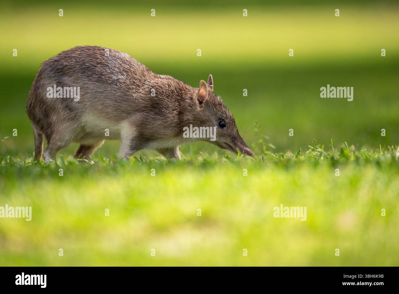 portrait of a bandicoot in the wild Stock Photo - Alamy