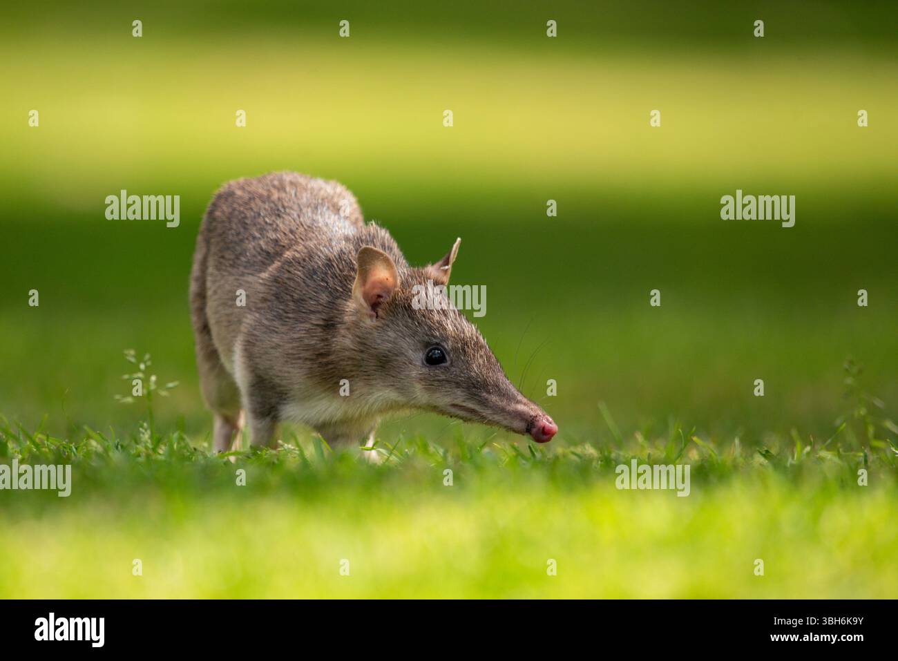 Bandicoot australian hi-res stock photography and images - Alamy