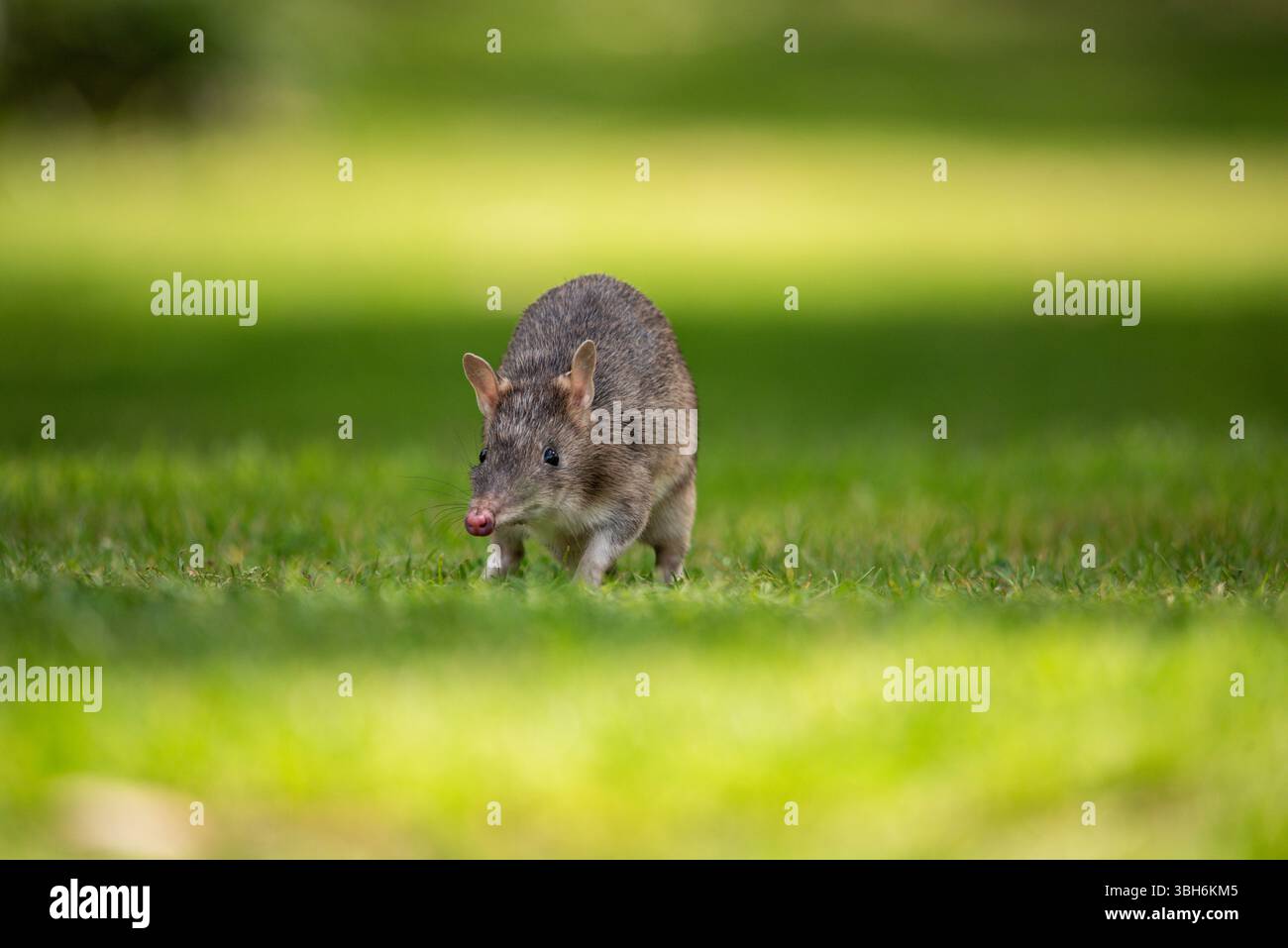 portrait of a bandicoot in the wild Stock Photo - Alamy