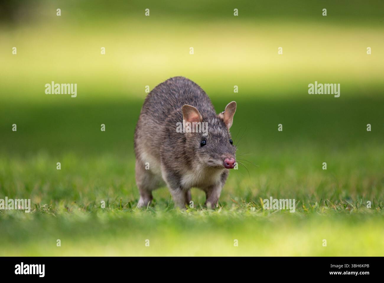 portrait of a bandicoot in the wild Stock Photo - Alamy