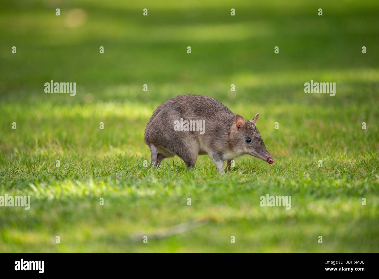 portrait of a bandicoot in the wild Stock Photo - Alamy