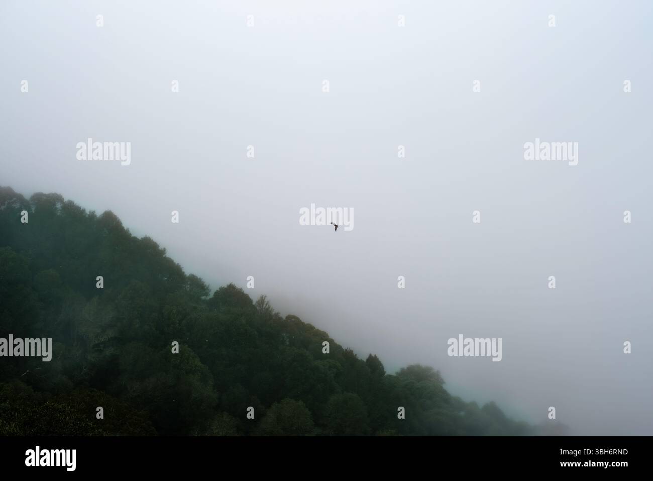 Bald eagle flying free over hi-res stock photography and images - Alamy