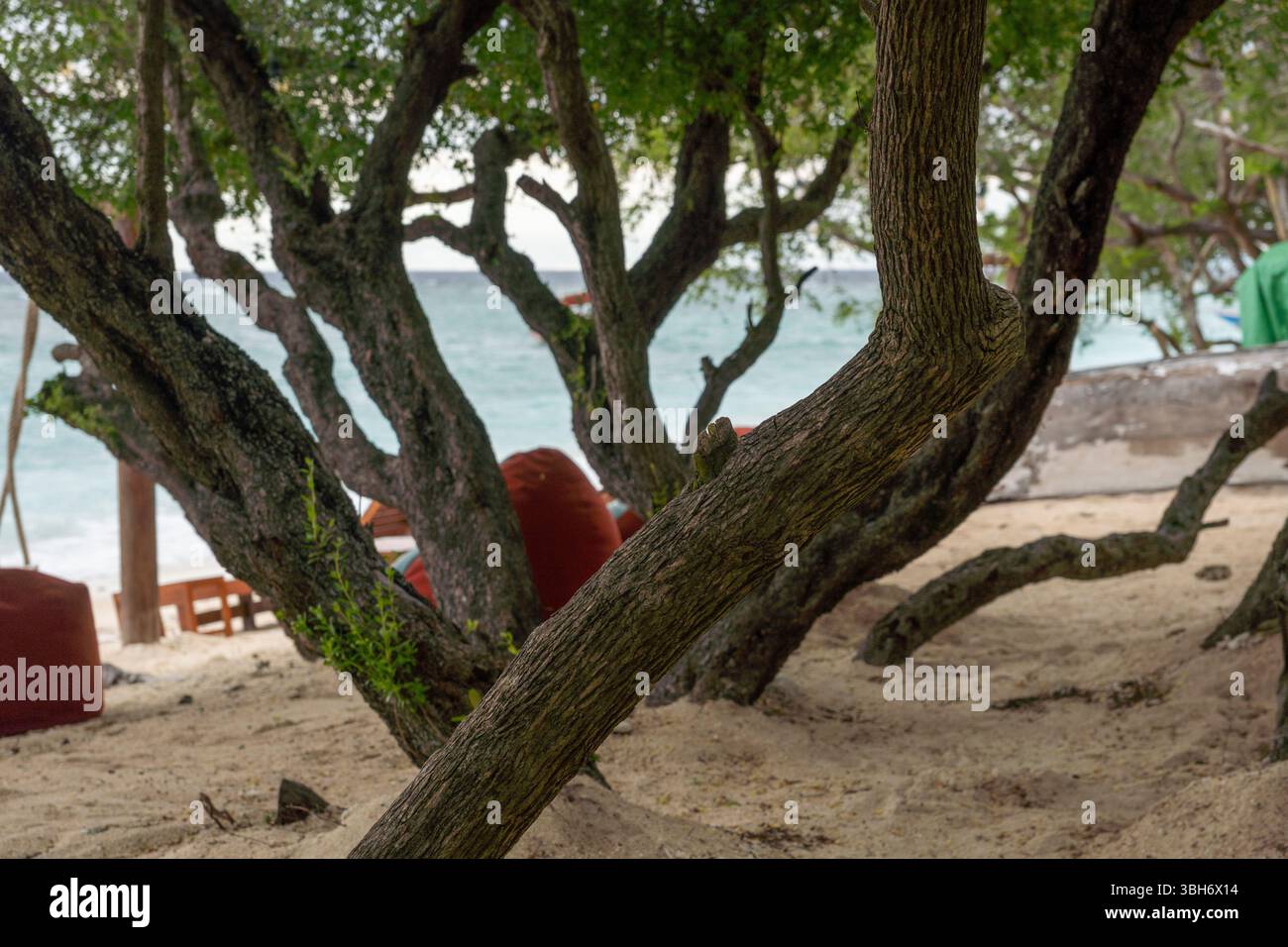 Tree with a branch sticking out of it is in front of a beach. The beach ...