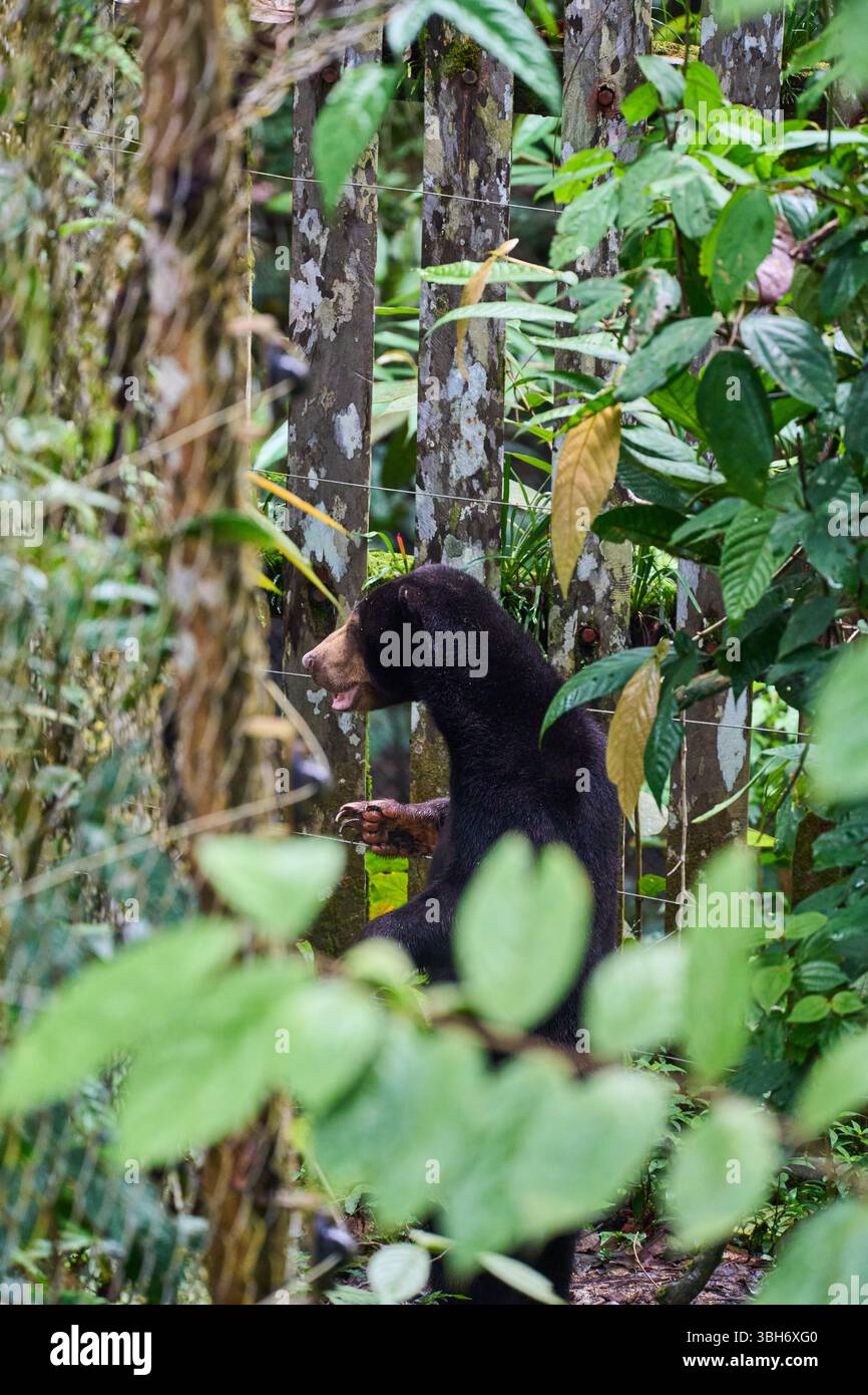 Sun bear, Bornean Sun Bear Conservation Centre, Sepilok, Sabah, Borneo ...