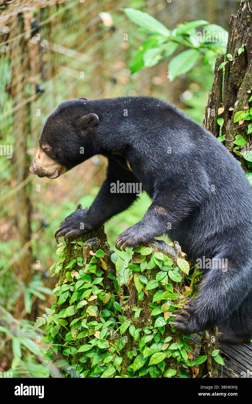 Sun bear, Bornean Sun Bear Conservation Centre, Sepilok, Sabah, Borneo ...