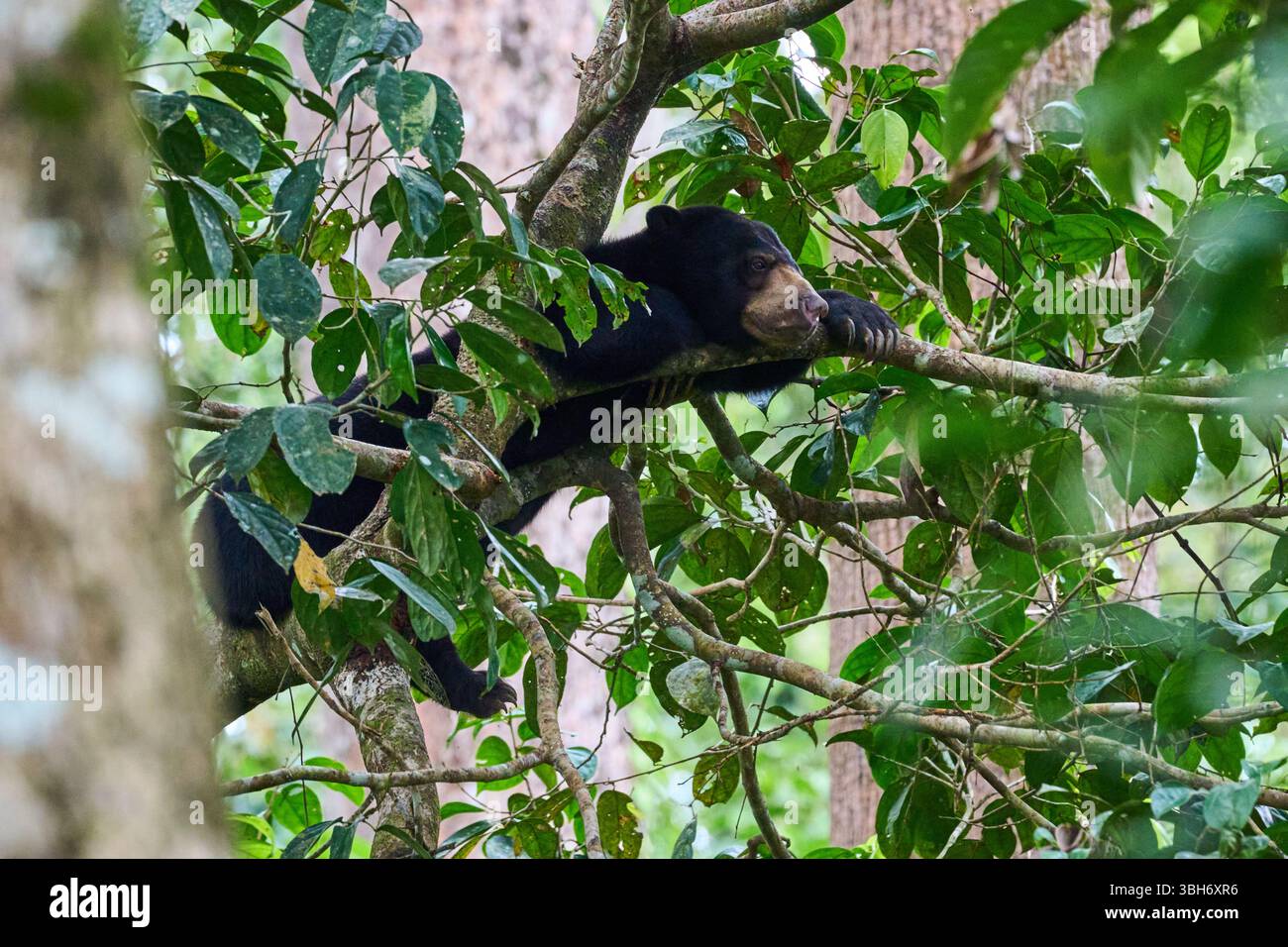 Sun bear, Bornean Sun Bear Conservation Centre, Sepilok, Sabah, Borneo ...