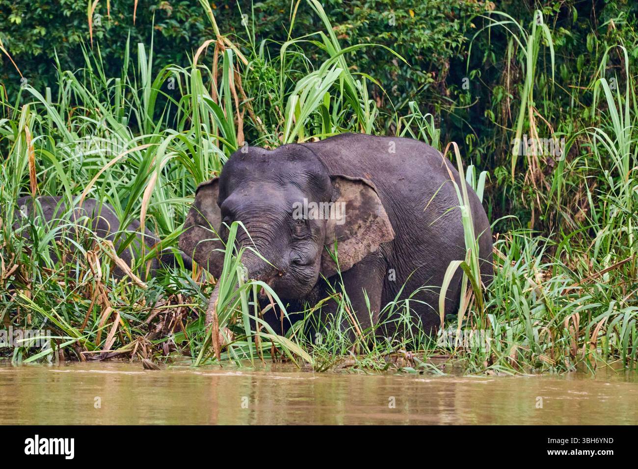Pygmy elephants on the bank of the Kinabatangan river, Borneo, Sabah ...