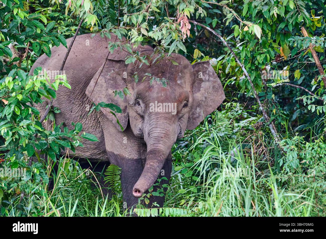 Pygmy elephants on the bank of the Kinabatangan river, Borneo, Sabah ...