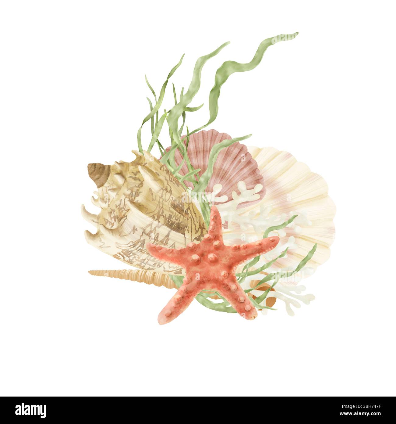 Ocean shells and starfish, corals and seaweed. Watercolor illustration ...
