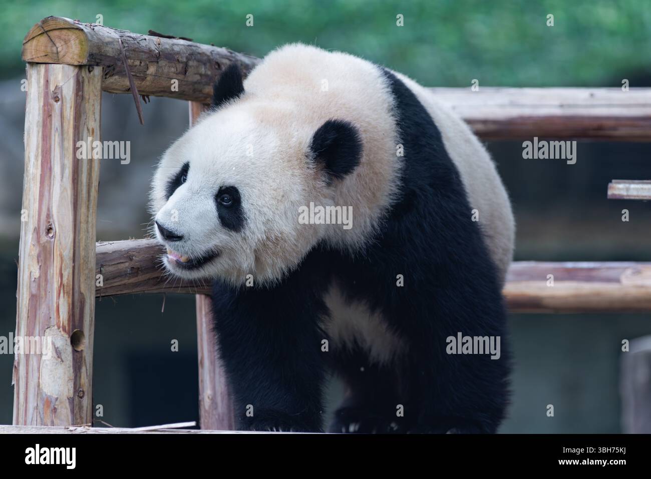 The giant panda Yu Ke plays at Chongqing Zoo in China on June 7, 2025 ...