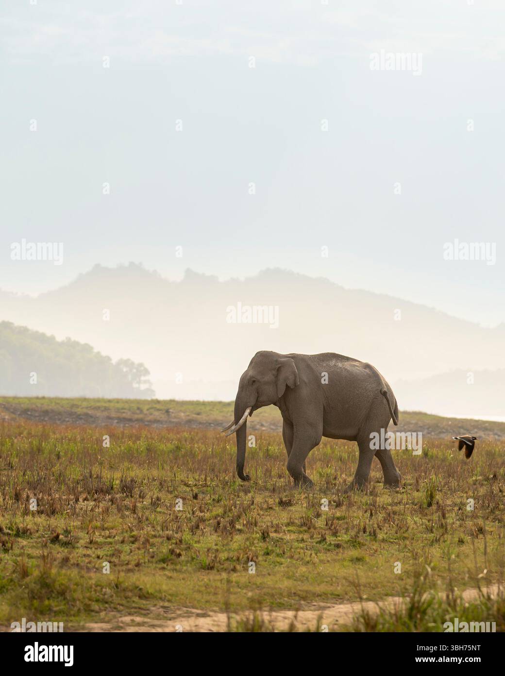 wild aggressive adult asian elephant Elephas maximus indicus dhikala ...