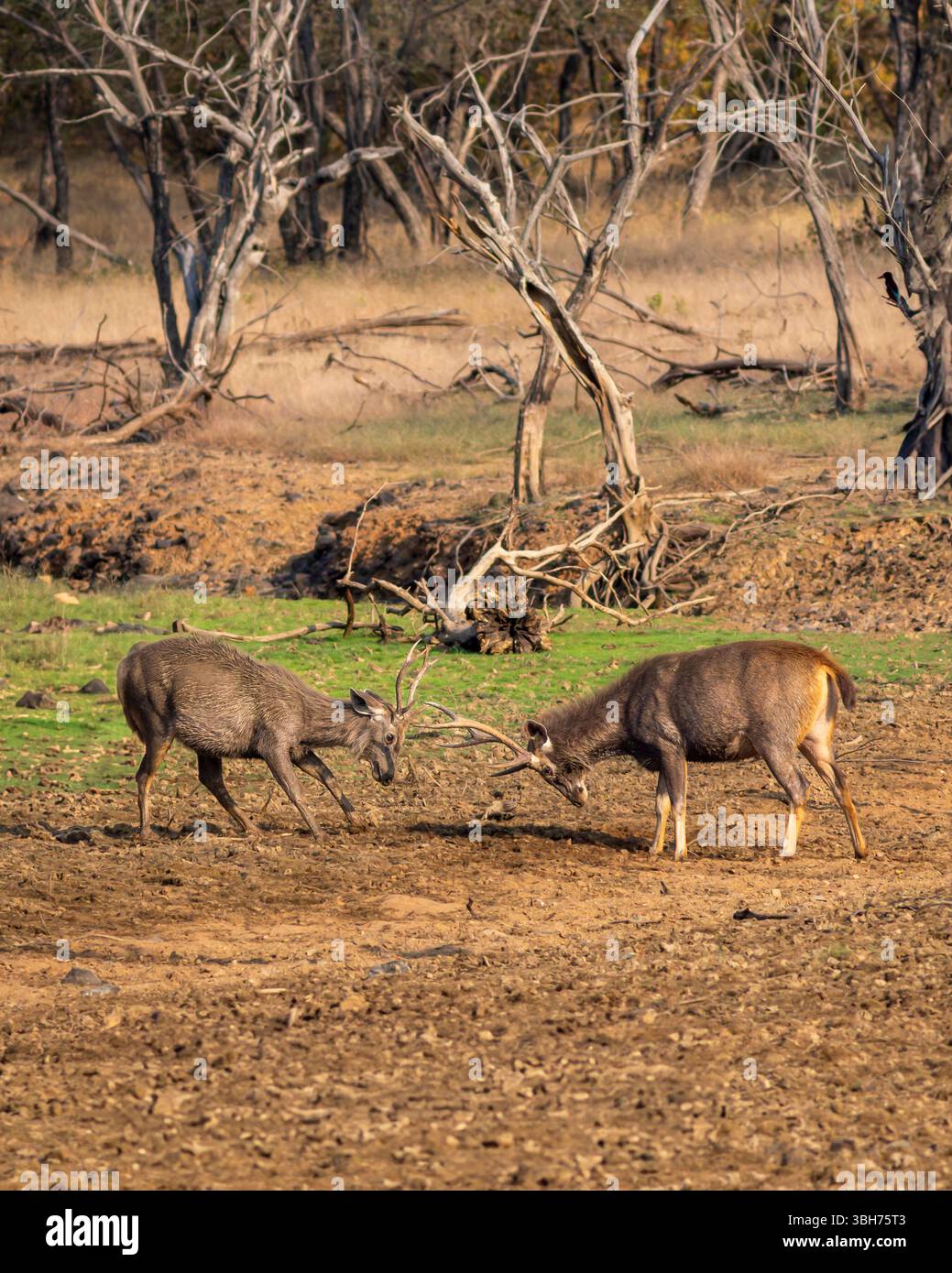 Two full adult angry male Sambar deer Rusa unicolor in action fighting ...