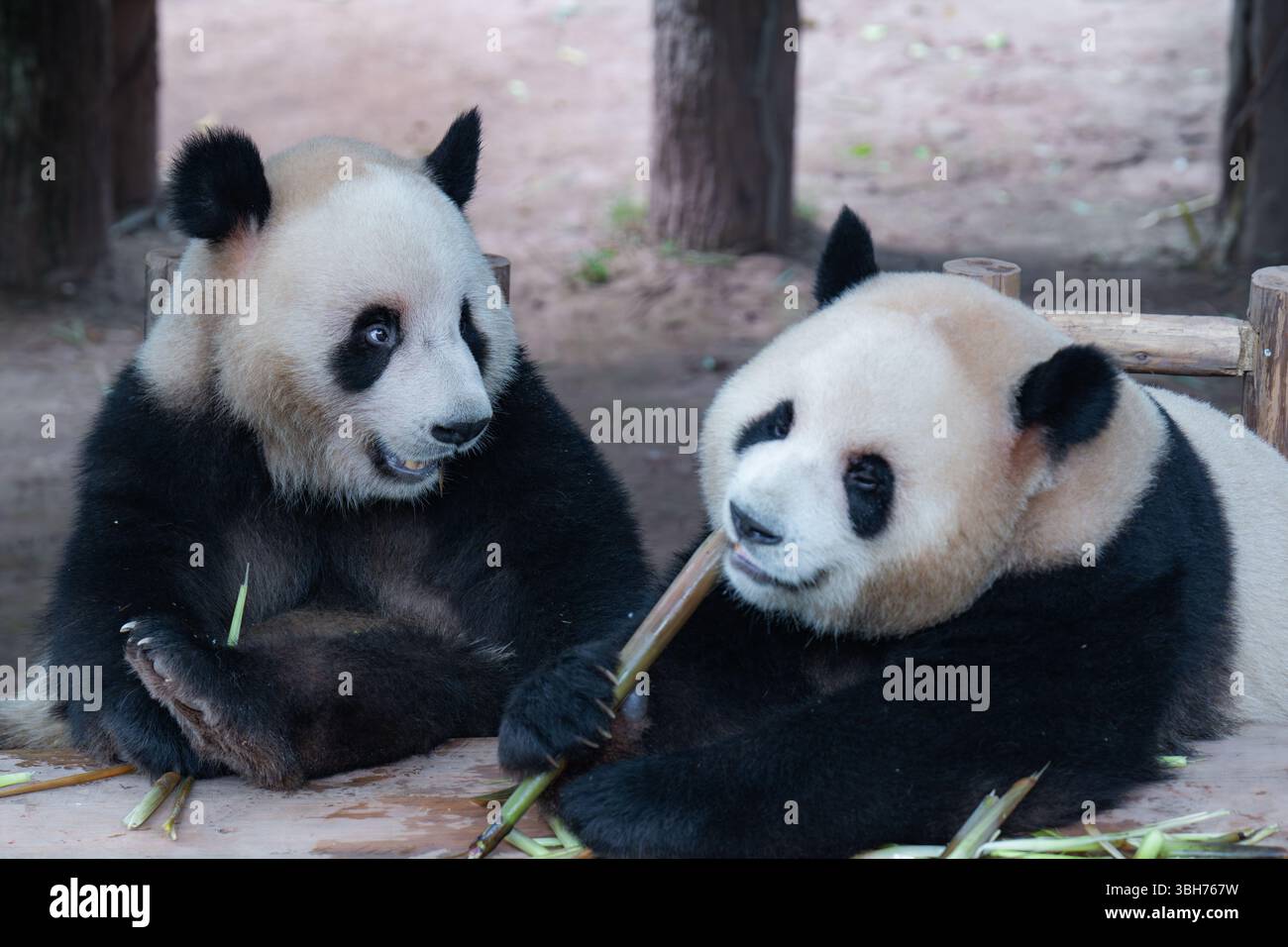 Giant pandas Xingxing and Chenchen eat bamboo shoots at Chongqing Zoo ...