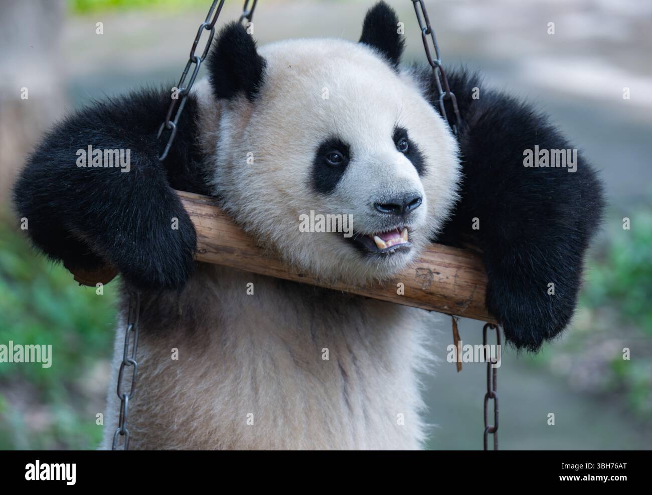 The giant panda Mang Cancan plays on the swing at Chongqing Zoo in ...