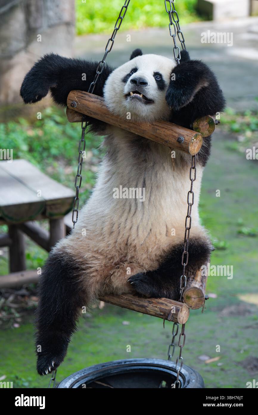 The giant panda Mang Cancan plays on the swing at Chongqing Zoo in ...