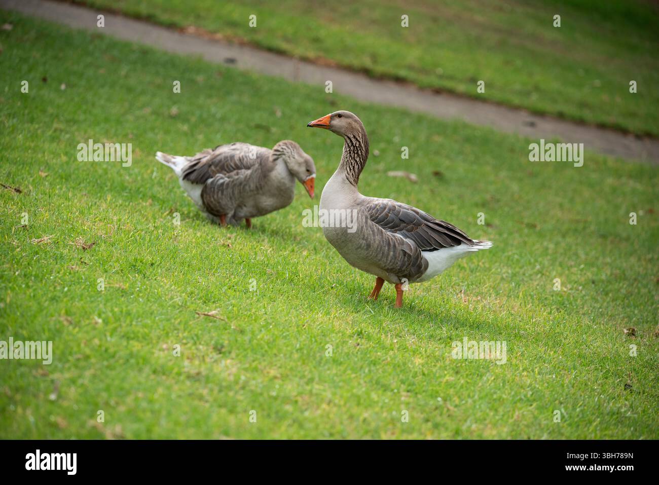 flock of wild geese close up Stock Photo - Alamy