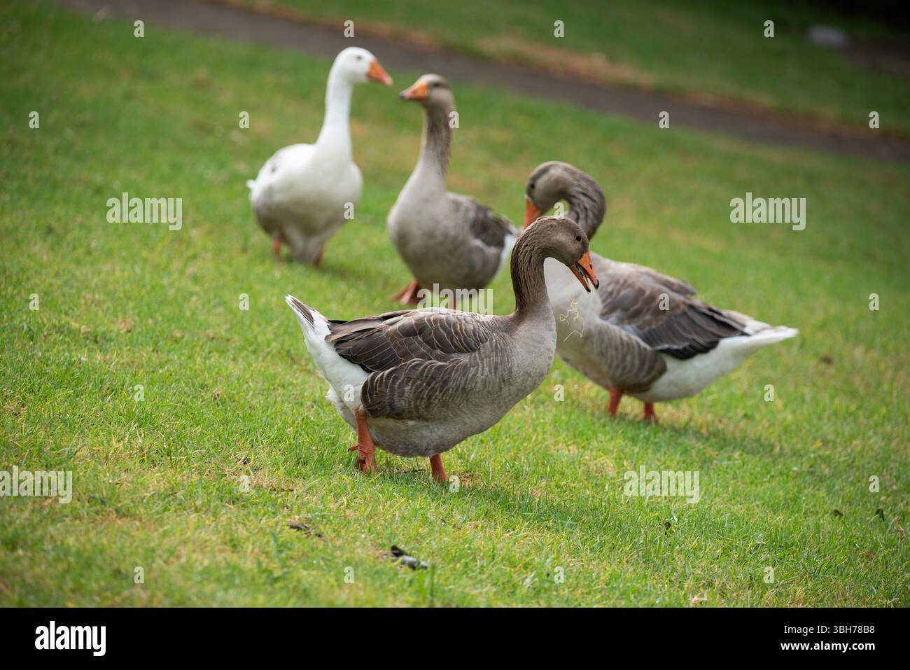 flock of wild geese close up Stock Photo - Alamy