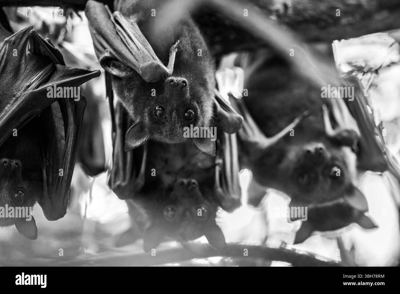 Hanging his head Black and White Stock Photos & Images - Alamy