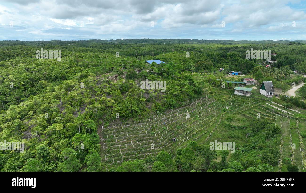 Farm pitaya strawberry pear dragon fruit Hylocereus drone aerial ...