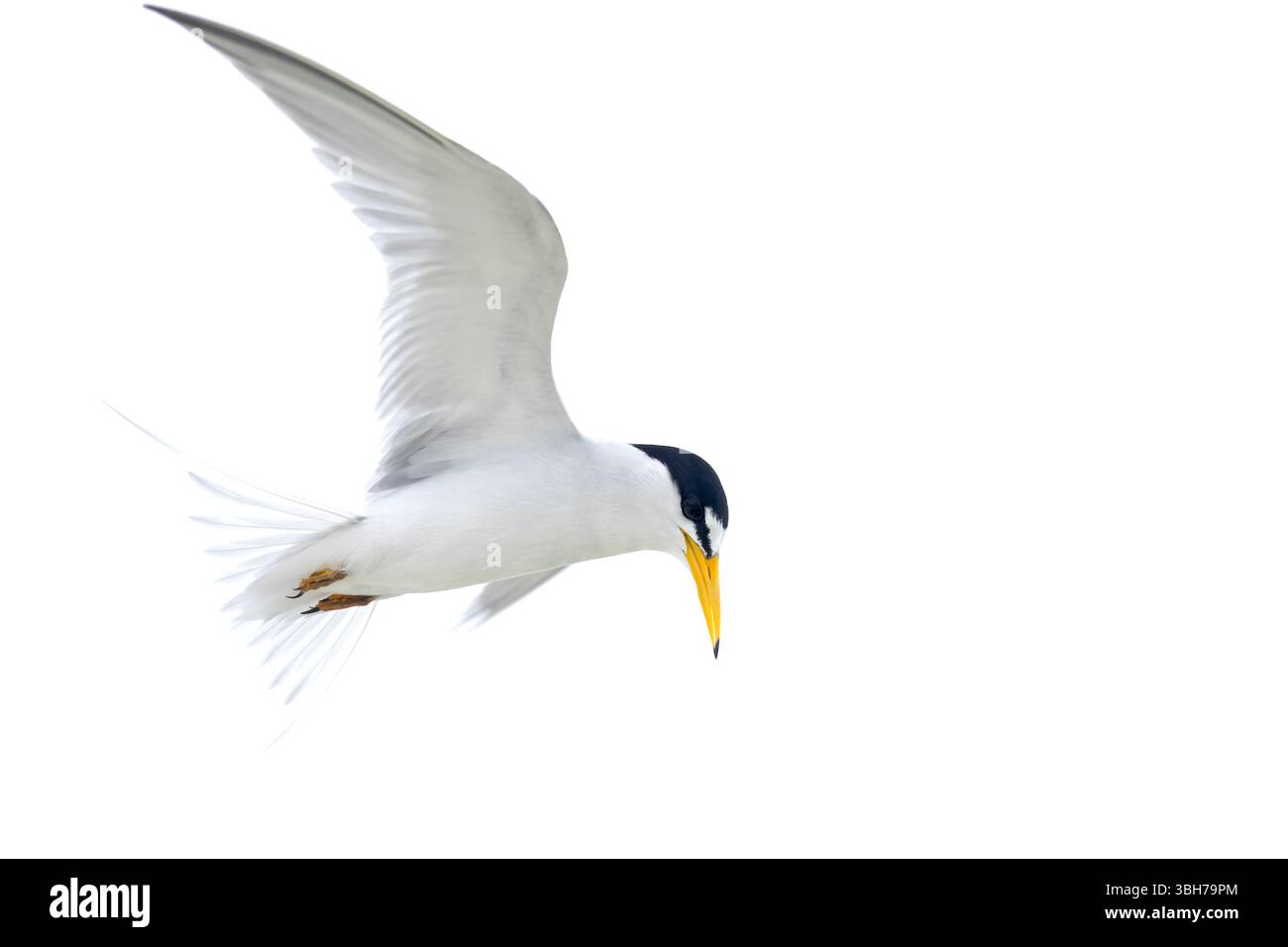 Single adult in flight Cut Out Stock Images & Pictures - Alamy