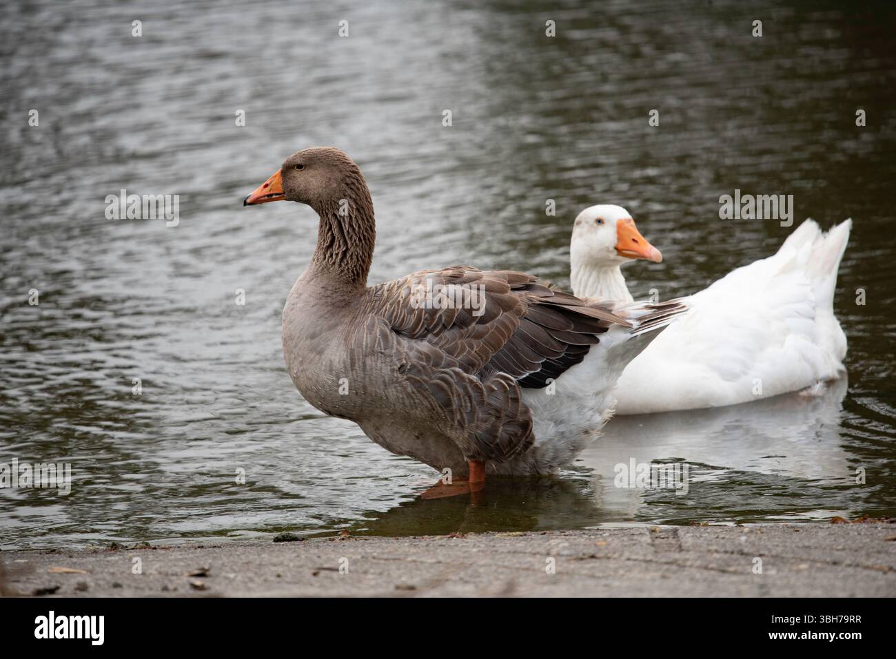 flock of wild geese close up Stock Photo - Alamy