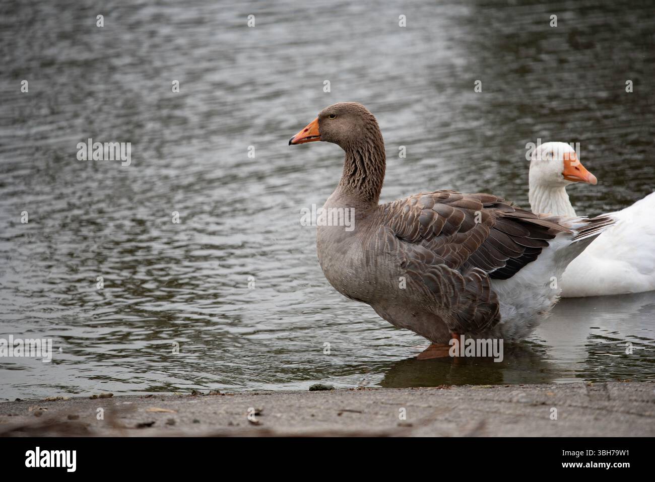 Flock free range grass hi-res stock photography and images - Alamy