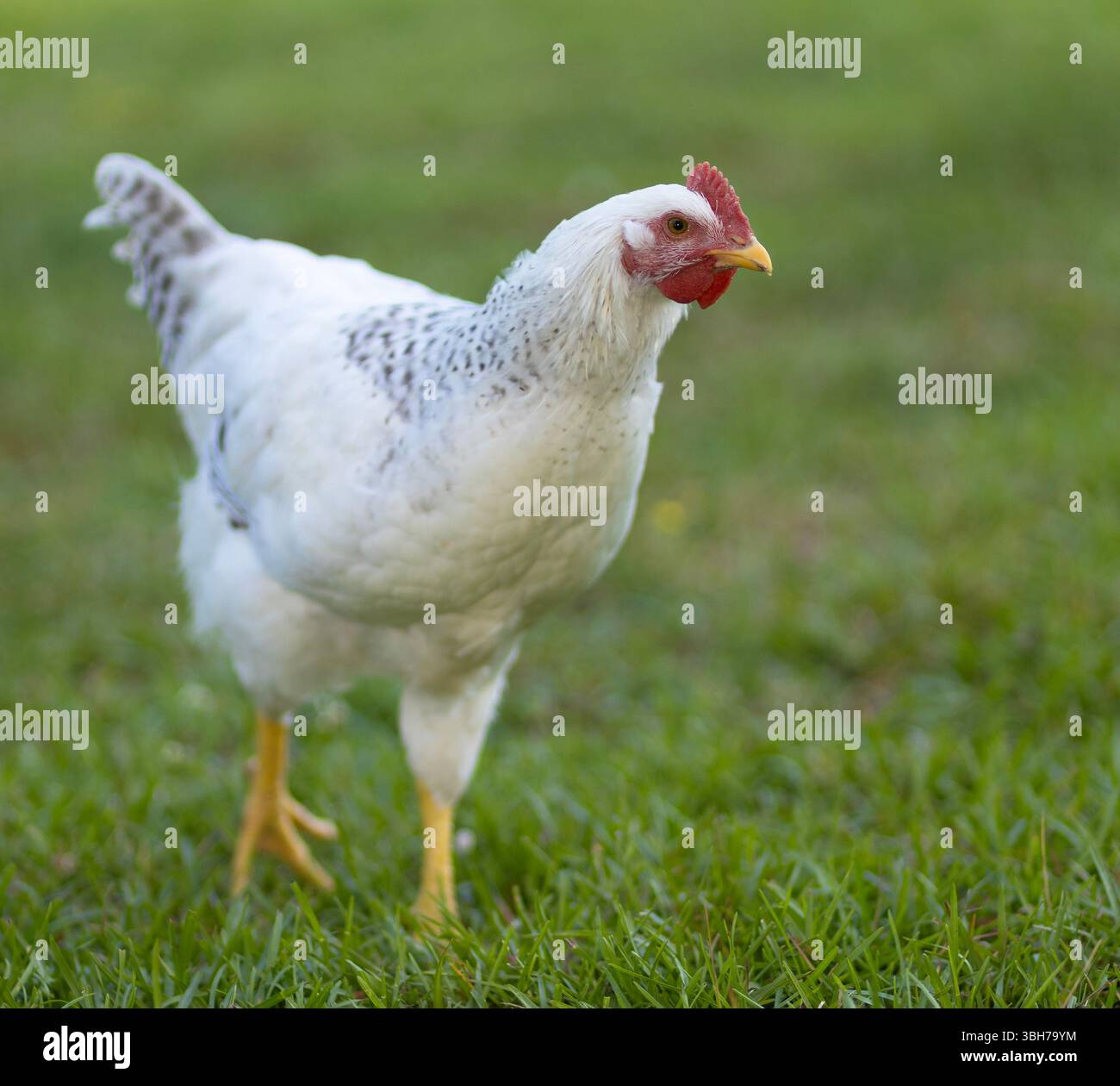 Delaware chicken pullet that is taking a stroll across the green fields ...